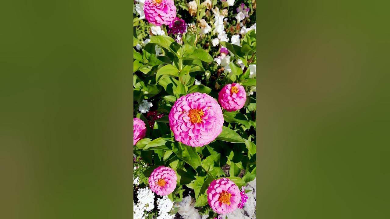 Цинния Дабл Захара.😊 (Double Zahara) - YouTube