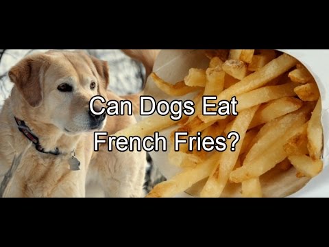 Can Dogs Eat French Fries? - YouTube