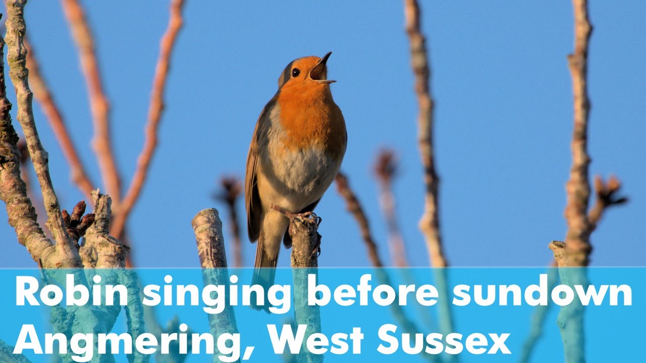Beautiful robin bird song just before sunset in Angmering, West Sussex ...