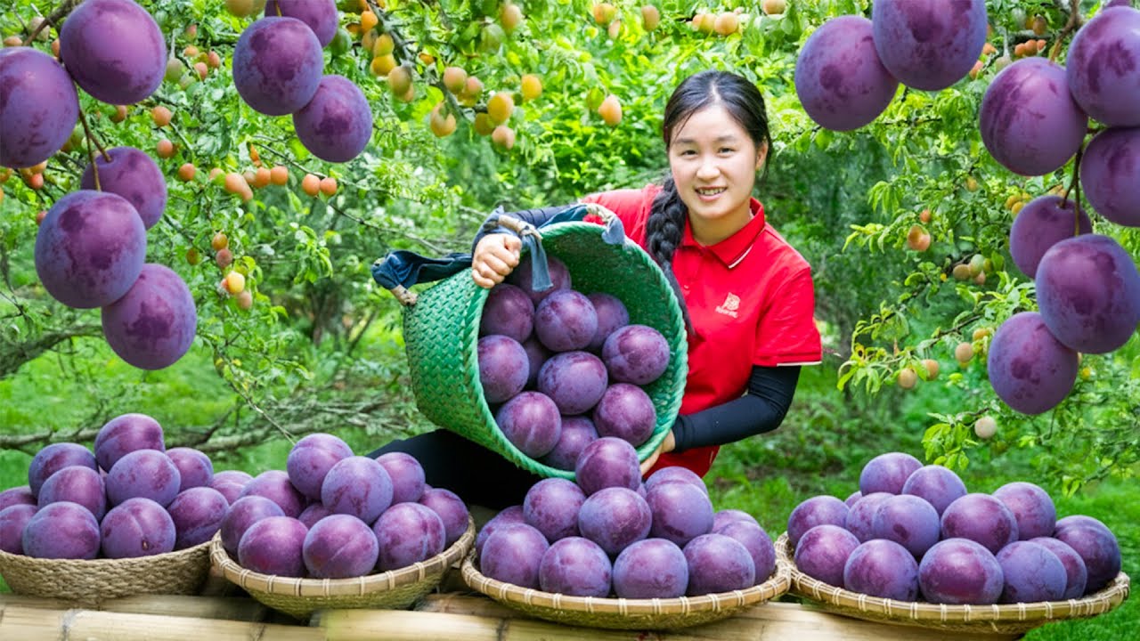 How to Harvesting 999+ Giant Plums - Go to the Countryside Market to ...