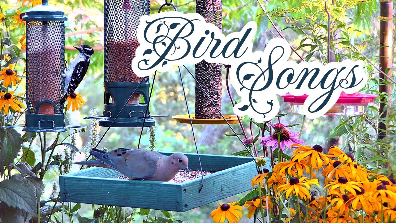Uplifting Birds Singing in Spring (10hrs Uninterrupted) - YouTube