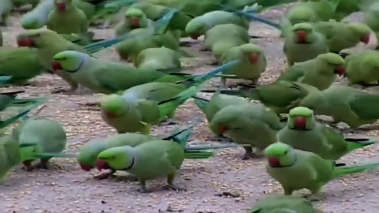 big group beautiful parrots in the world - YouTube