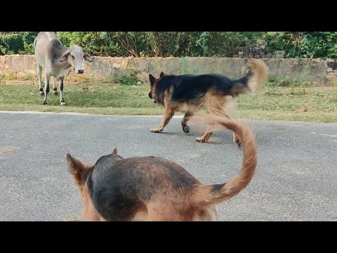 German Shepherd Attack on Cow | New Trip On Vlogging Channel - YouTube