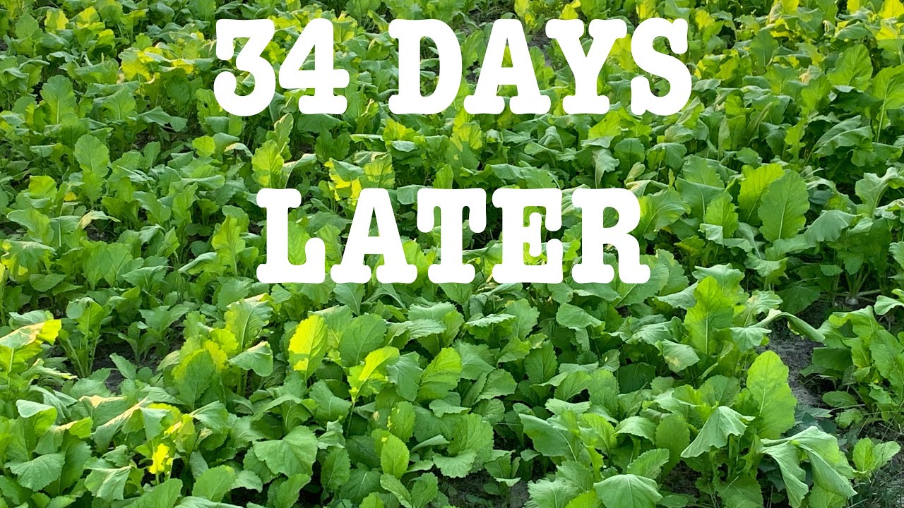 How to grow Mustard Greens Turnip Greens patch update #gardening # ...