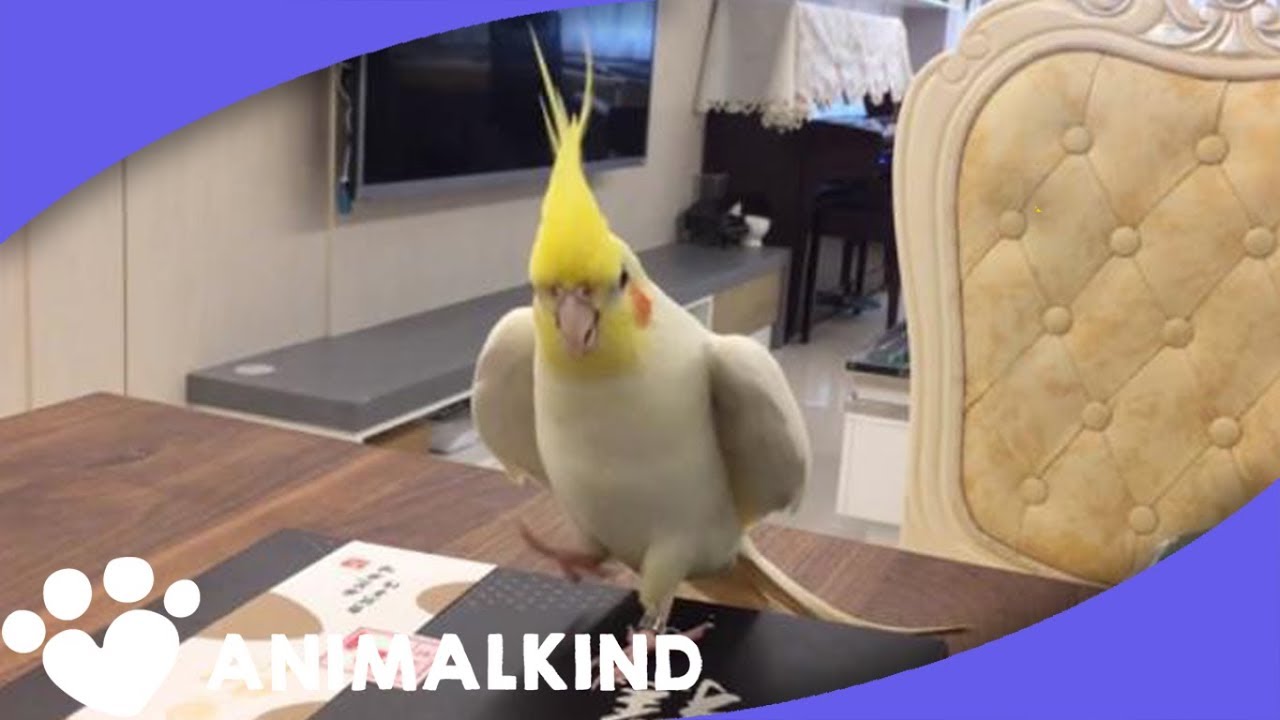 This cockatiel dances better than all of us - YouTube