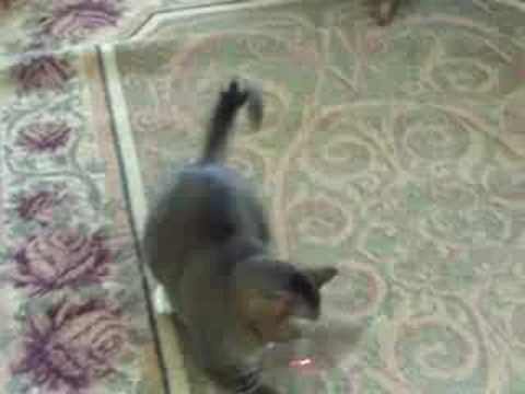 cat chasing laser pointer - YouTube