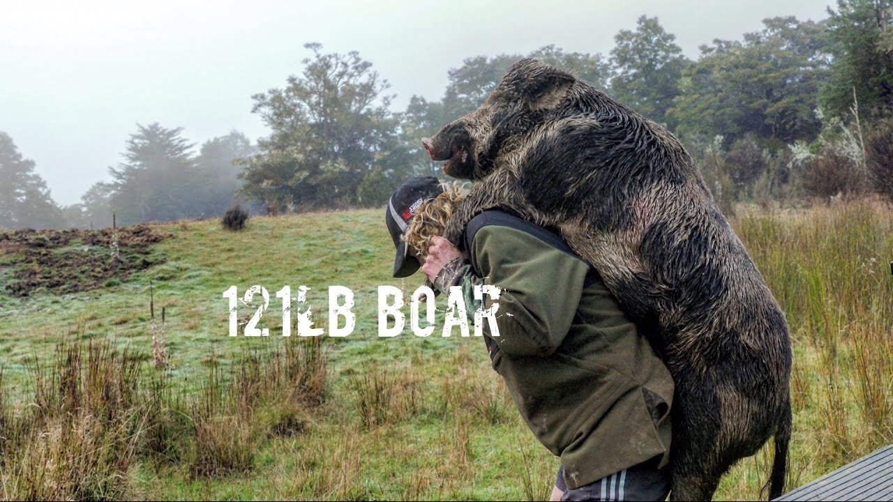 Hog Hunting in New Zealand | Big 121lb Tusky Boar | Part 2 - YouTube