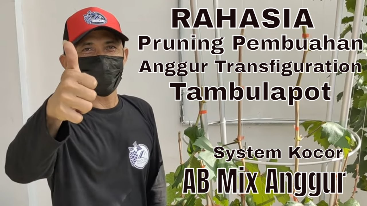Pruning Pembuahan Anggur Transfiguration pada Tambulapot system kocor ...