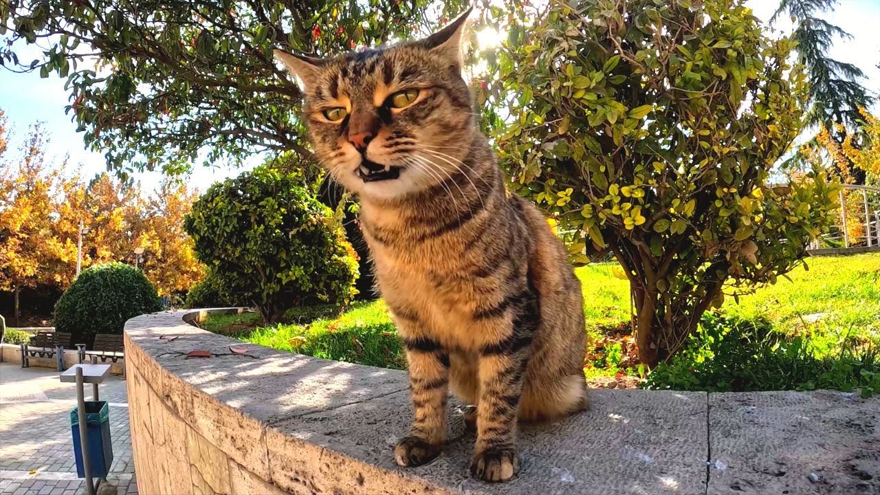 Friendly Stray Tabby Cat With Cute Face - He Has Three Legs - YouTube