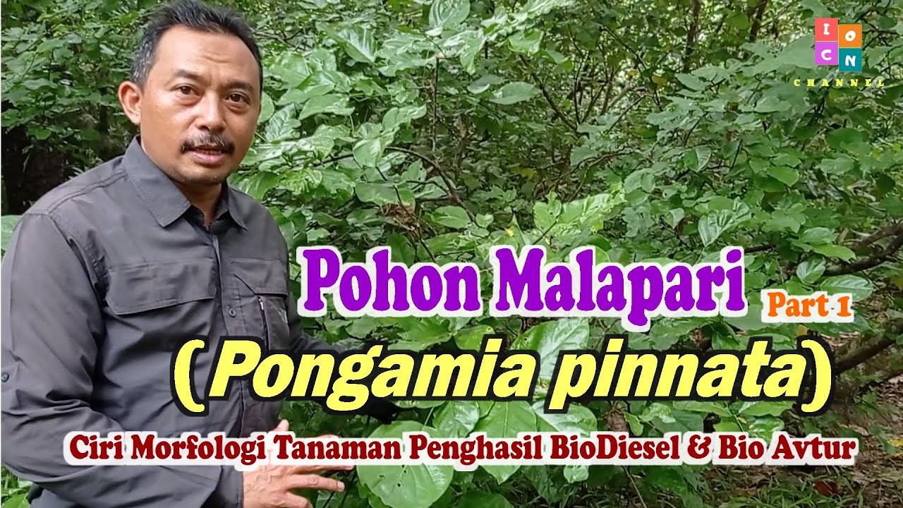 Pohon Malapari (Pongamia pinnata) Part 1 Ciri dan Morfologi Tanaman ...
