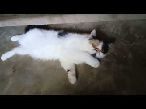 inoy birahi cuy... kucing peaknose betina