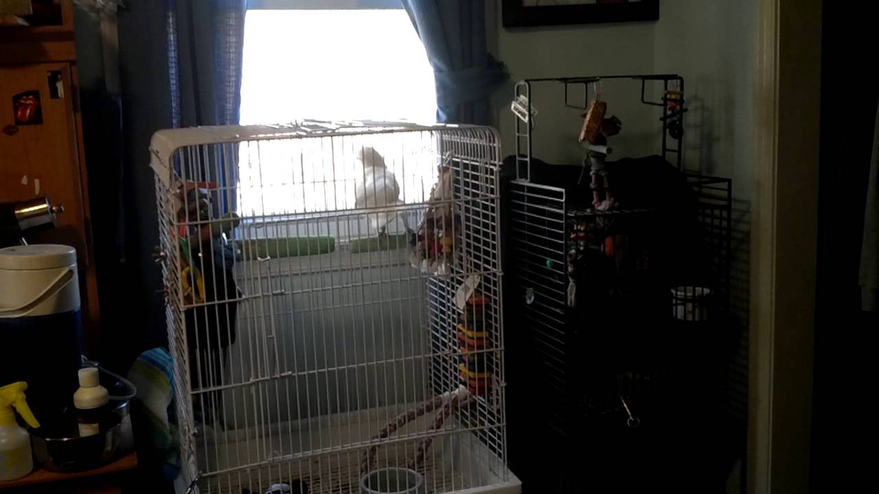 BIRD MAKING MONKEY SOUNDS - YouTube