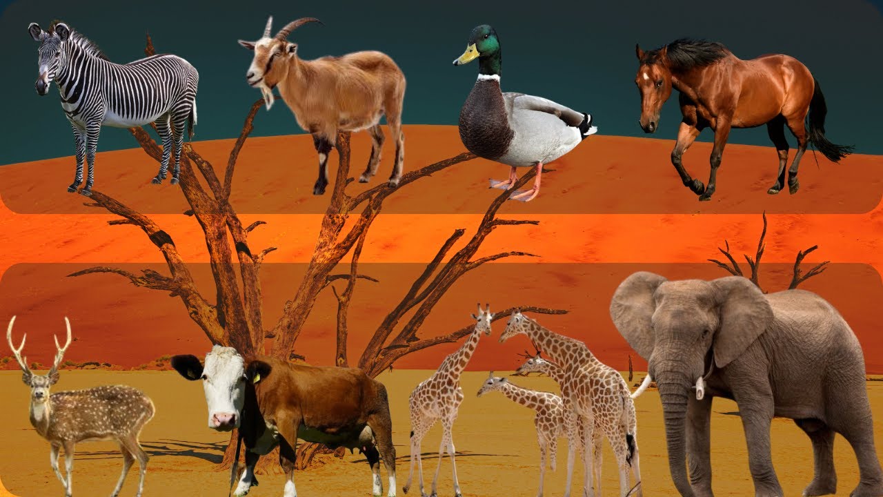 Mengenal Nama Hewan Dan Suara Hewan Animal Names and Animal Sounds ...