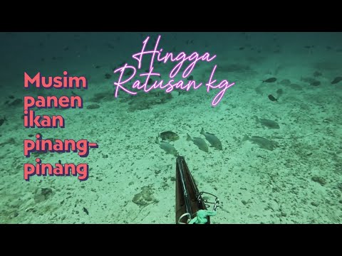 PANEN IKAN pinang pinang - YouTube