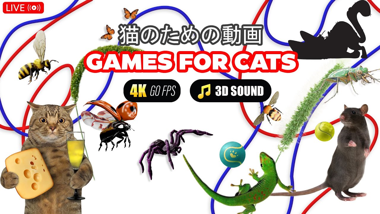 CAT GAMES | MAKE YOUR KITTY HAPPIER EVERDAY | SPECIAL ESPIODE ...