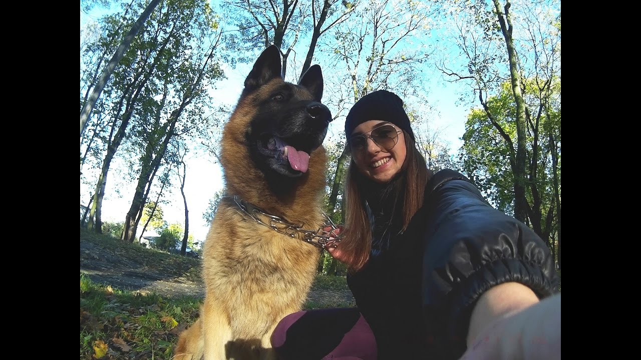 My lovely German Shepherd - YouTube