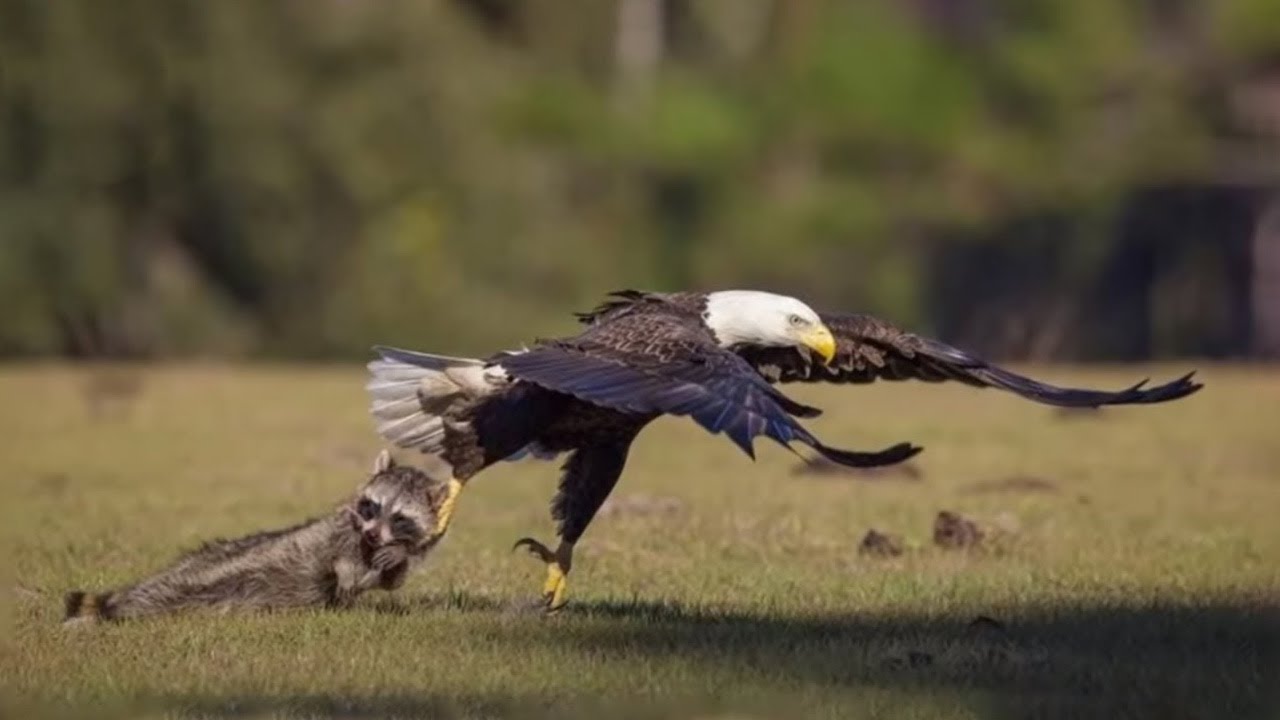 The Eagle Lightning-Fast Predatory Attack Make It Impossible For The ...