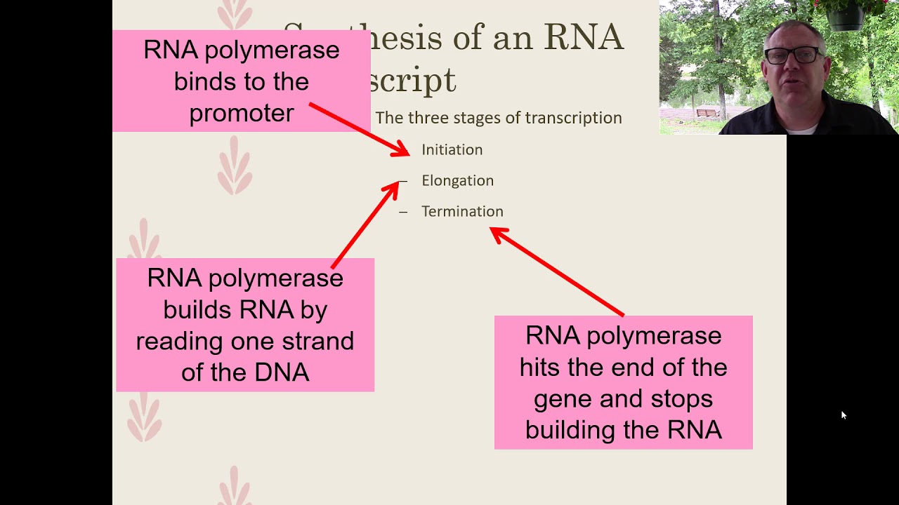 Zoology Lecture 14 - Protein Synthesis Part 1 - YouTube
