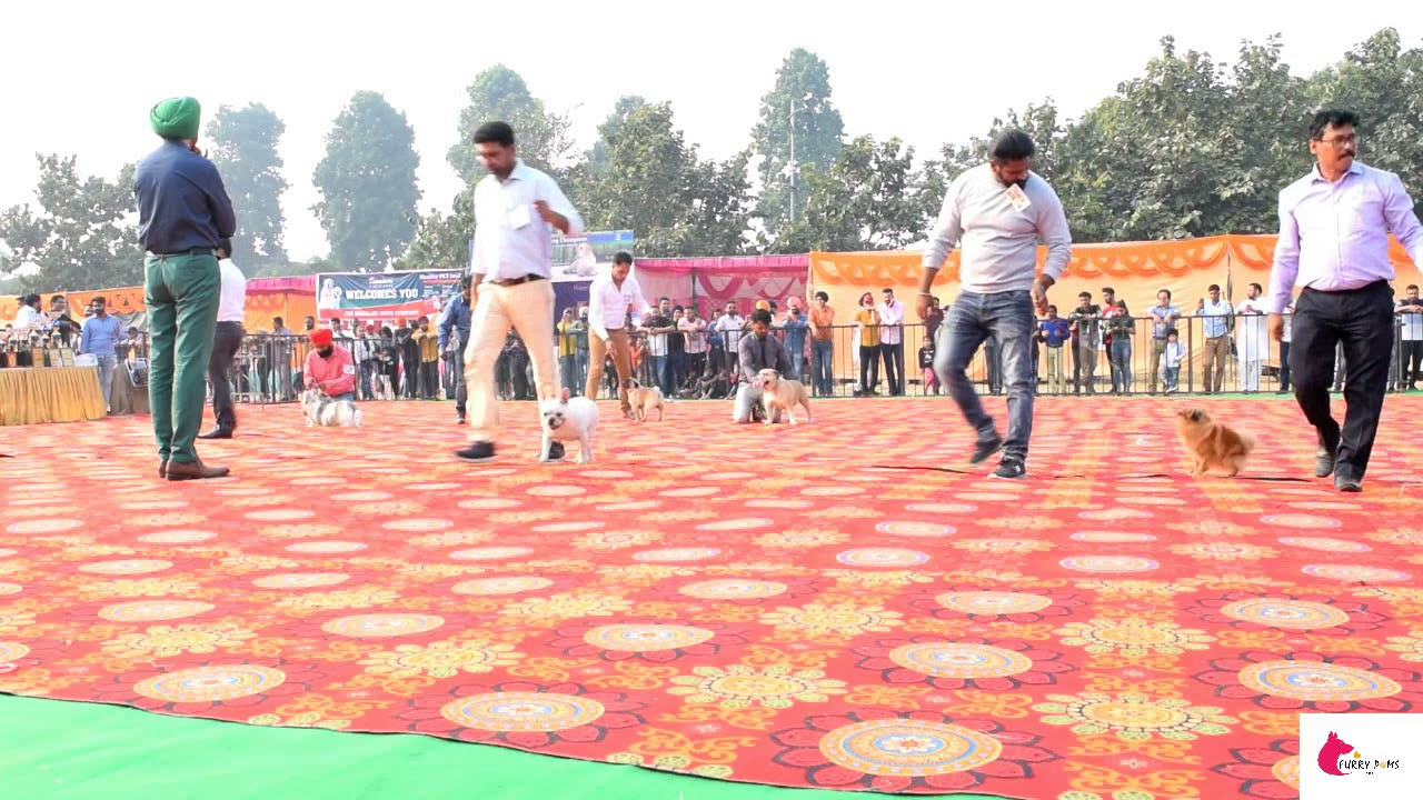 UKC dog show | Golden kennel club | Furry poms | part -2 - YouTube