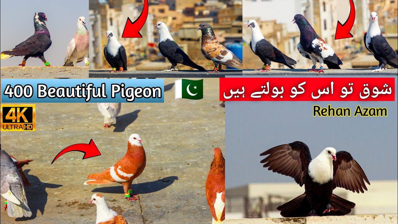 🇵🇰 ColorFul Pigeo Setup🥳 | Hajji Talib Hussain | Kabootar Video | New ...