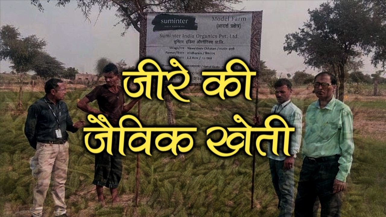 Organic तरीके से Jeera की खेती | Organic Jeera Farming | बाड़मेर मे ...