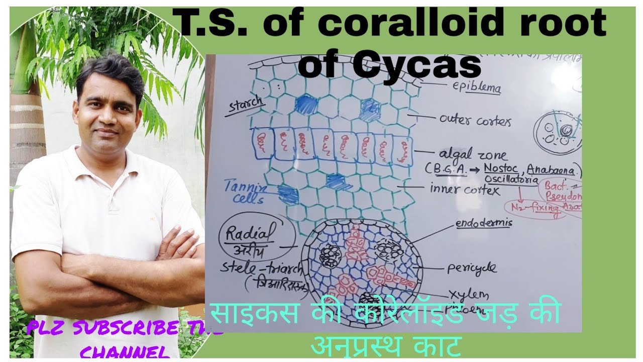 T.S. of coralloid root of Cycas(साइकस की कोरेलॉयड जड़ की अनुप्रस्थ काट ...