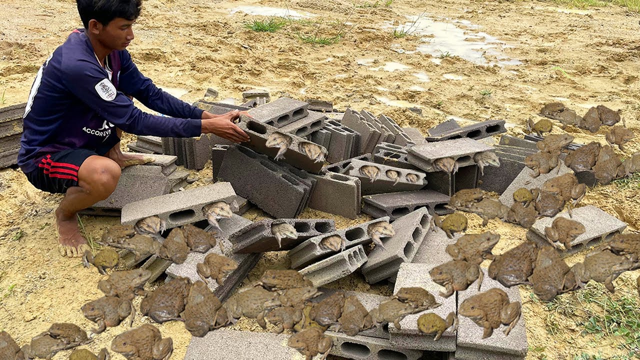 Unbelievable Catching A lot Frogs Under Secret old Brick - Catching ...