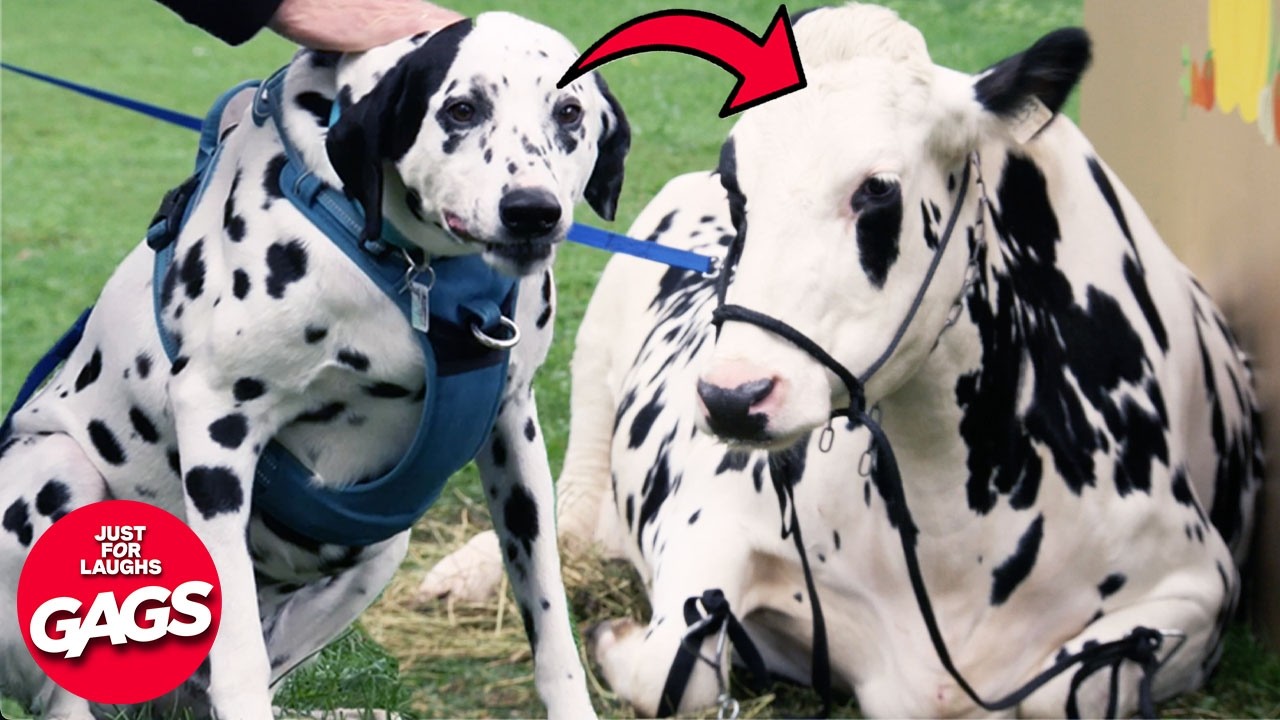 Hilarious New Dog Pranks 2025 | Just For Laughs Gags - YouTube