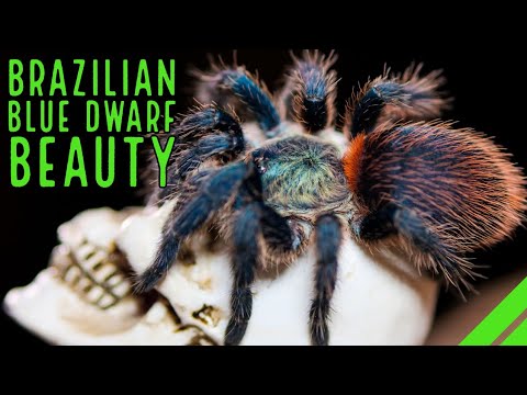 The ULTIMATE Guide: Caring for Dolichothele diamantinensis - Brazilian ...