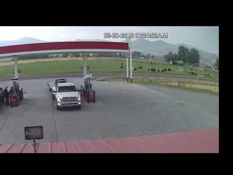 Lightning Strikes Cow