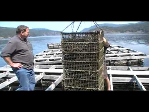 shellfish grow out systems - YouTube