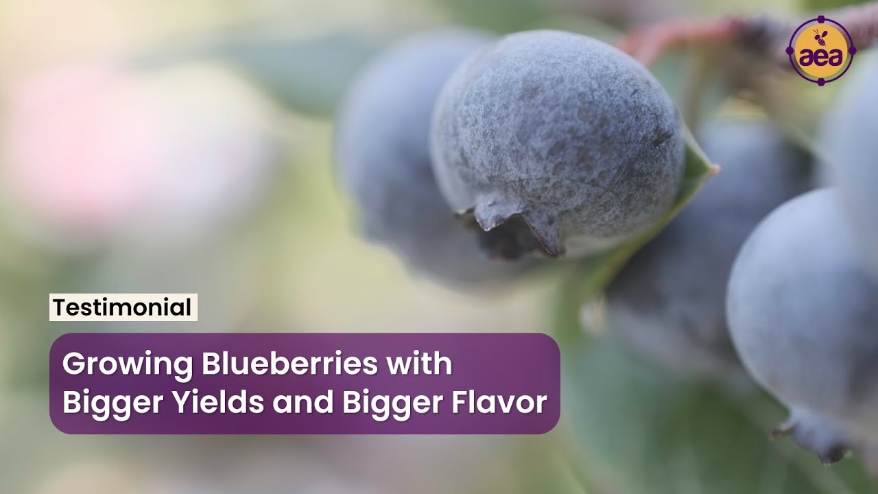 Growing Blueberries with Bigger Yields and Bigger Flavor - YouTube