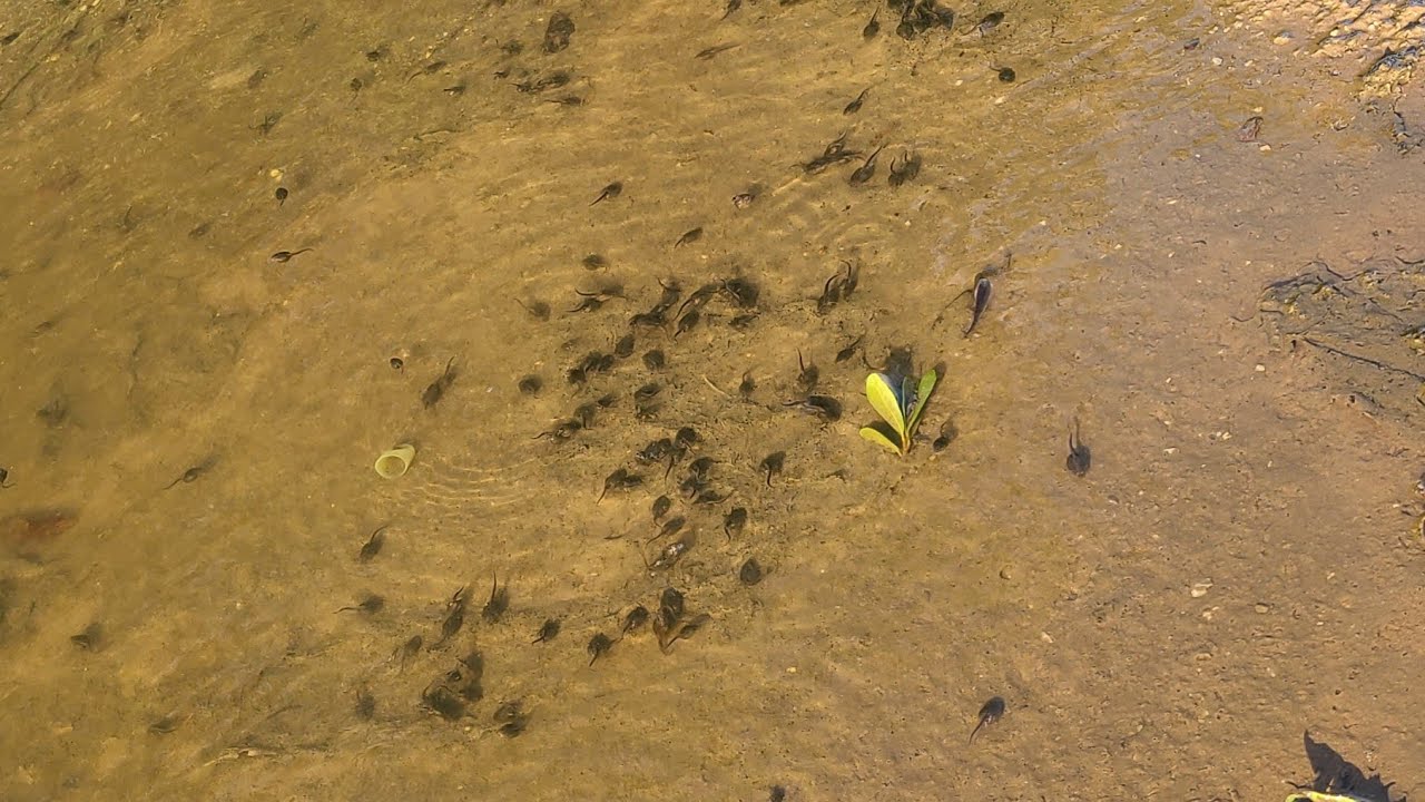 Tadpoles in a puddle after 3 days of rain - YouTube