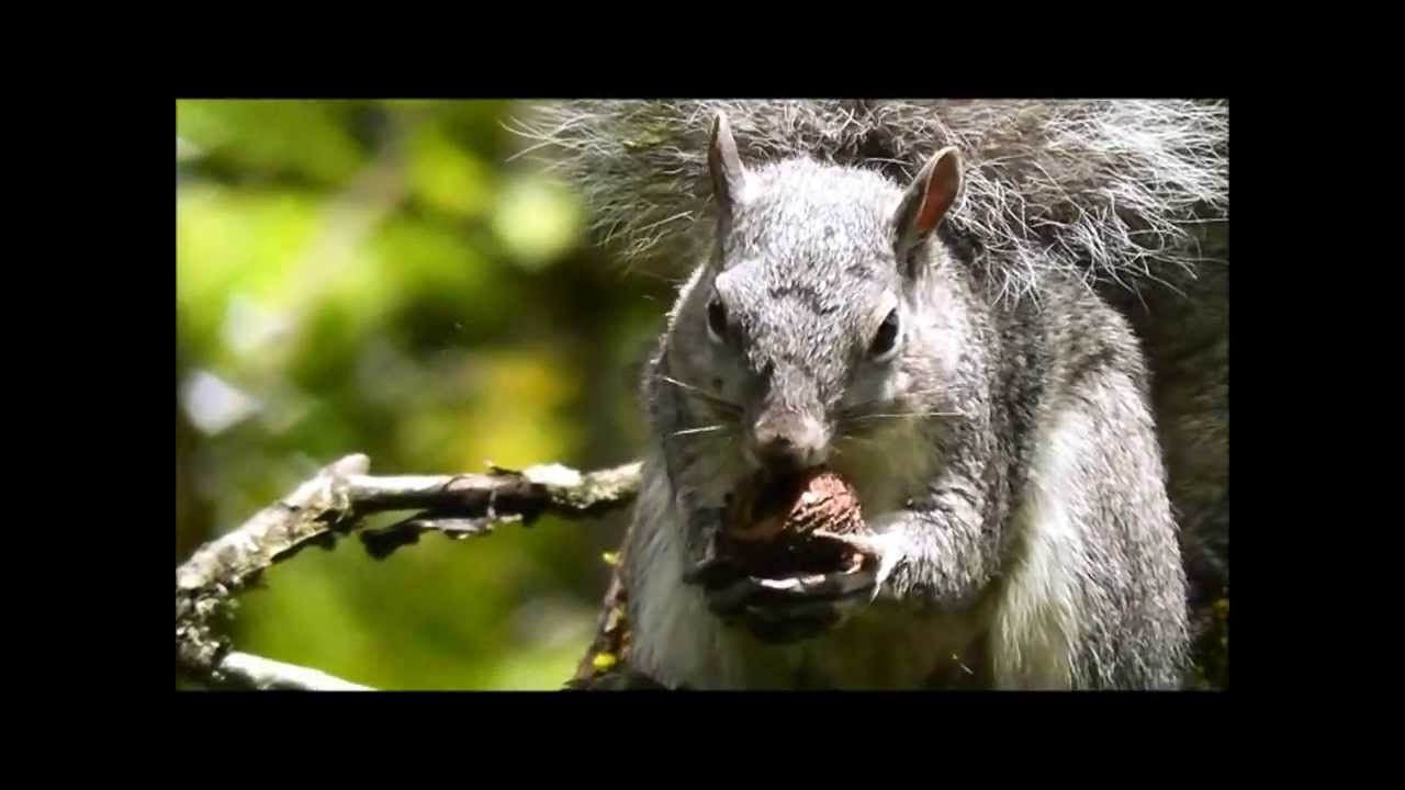 Squirrel Video for Kids w/ Fun Music - YouTube