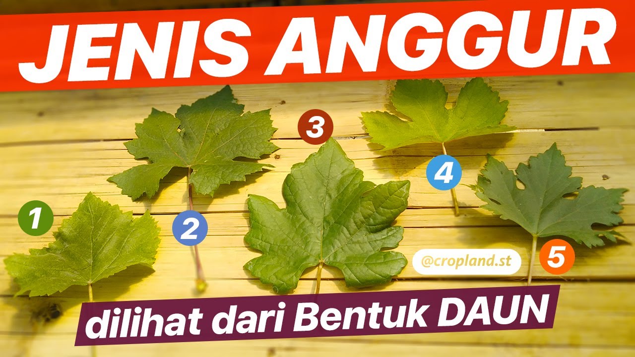 5 Jenis Anggur berdasarkan bentuk daun, Varian Anggur di Indonesia ...