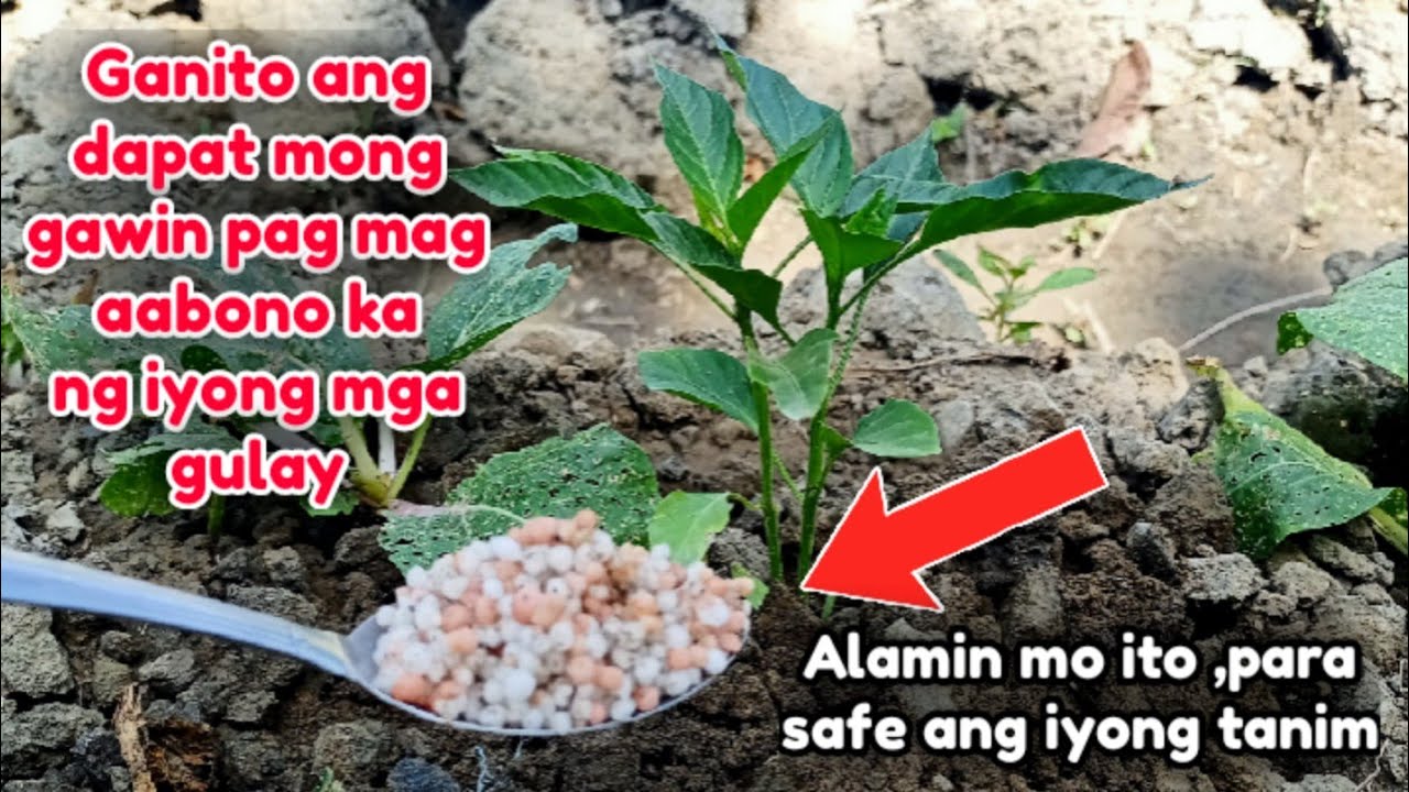 ITO ANG TAMANG PARAAN NG PAGLALAGAY NG ABONO SA ATING MGA PANANIM NA ...