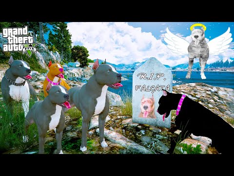 PİTBULL FALÇATA'YI KAYBETTİK! 😭 - GTA 5 PİTBULL'UN HAYATI