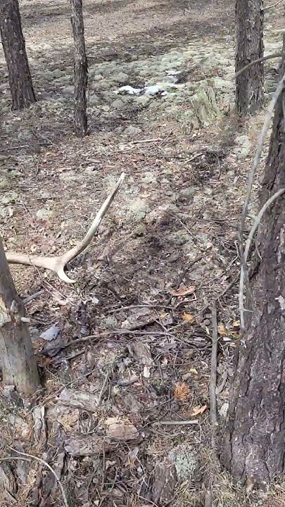 рог марала - YouTube