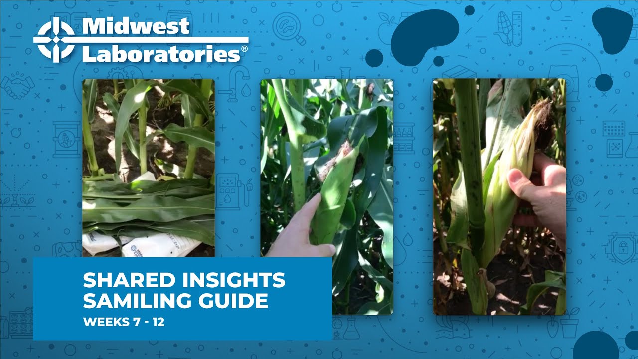 Shared Insights - Sampling Guide for Weeks 7 - 12 - YouTube