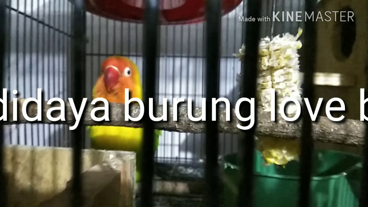 Tips... Budidaya Love Bird burung mahal - YouTube