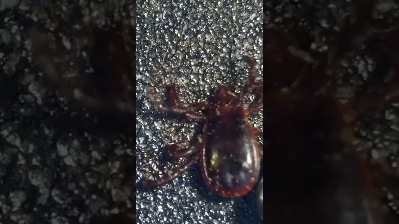 garrapata de perro bajo microscopio.Dog tick under microscopio. - YouTube
