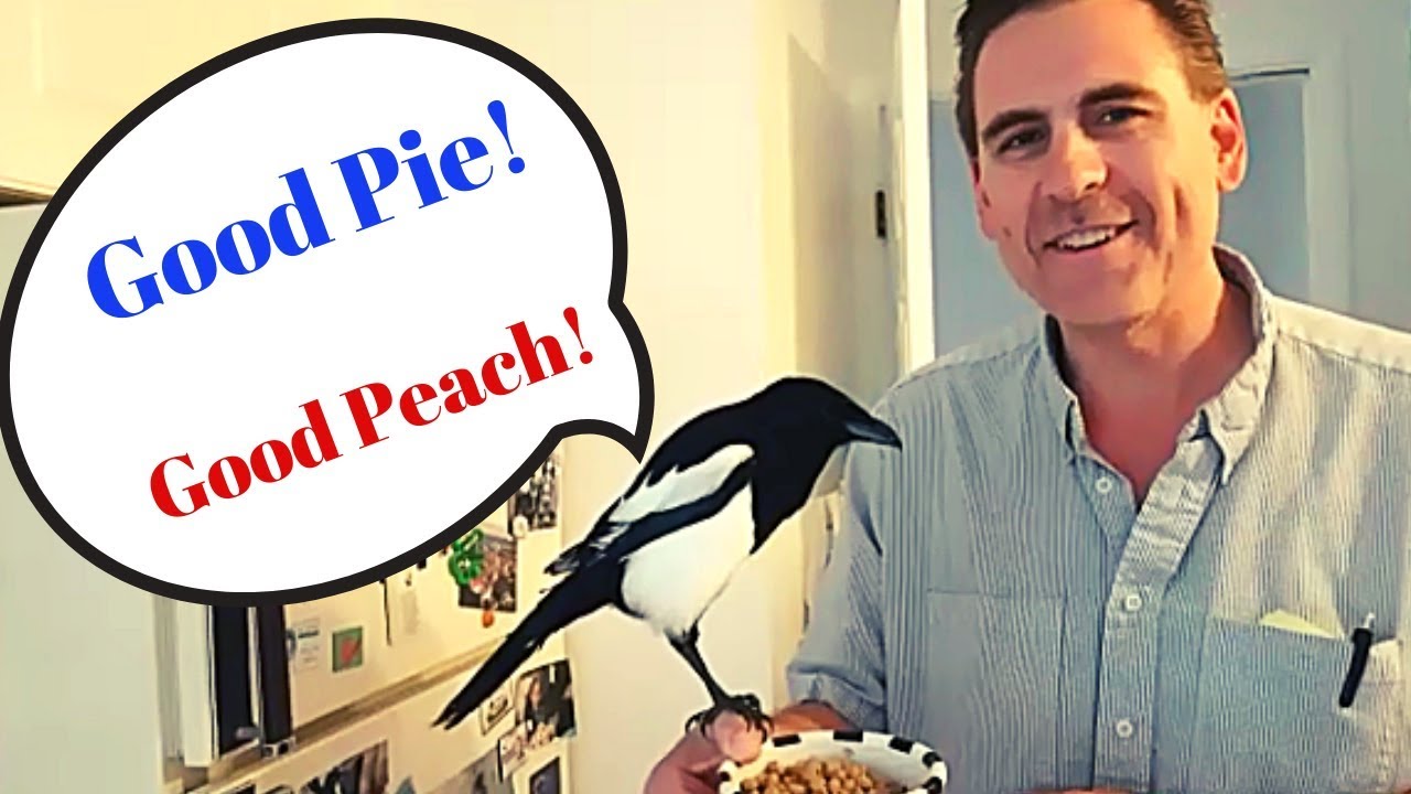 Magpie comes to kitchen for breakfast - YouTube
