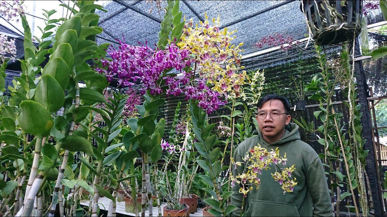 Koleksi banget!? Anggrek berbunga lebat || harga anggrek sultan - YouTube