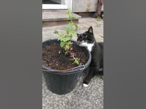 Bob the catnip cat#4 - YouTube