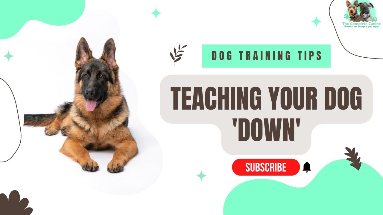 Easy steps on how to teach your dog 'Down' - YouTube