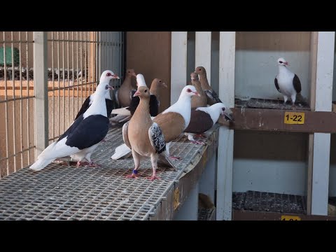 ESRARENGİZ POSTA ÜRETİCİSİ FATİH DOĞAN DAN KANAT NUNBERG POSTALAR NUNBERG MİSKİ VE BEYAZ POSTALAR