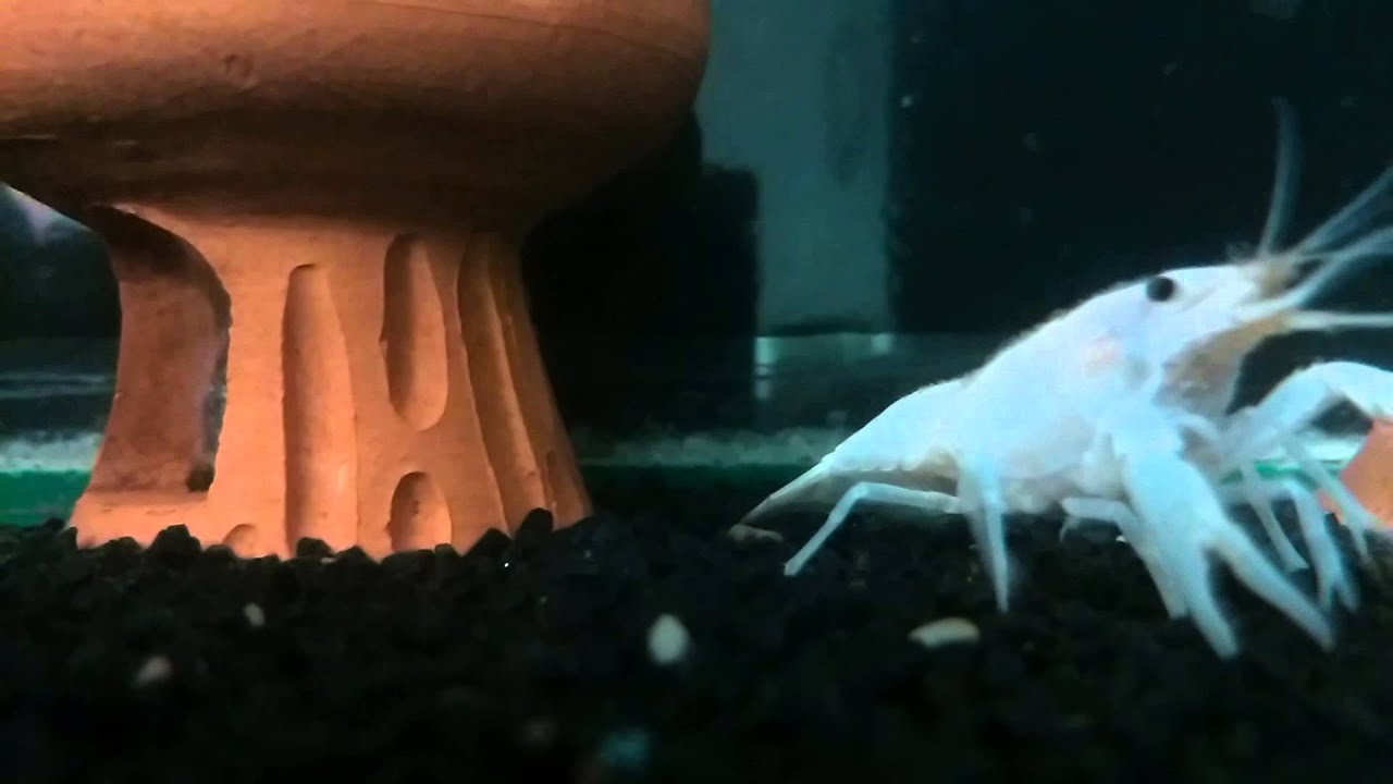 Snow White Crayfish - YouTube
