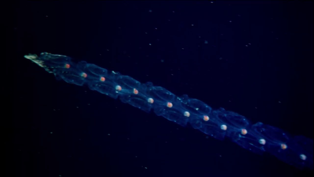 3-billion-years-ago-dna-was-born-youtube