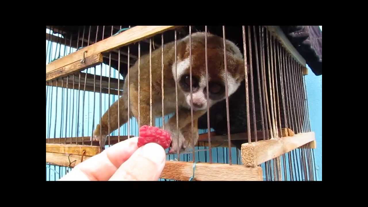 slow loris eats raspberries. Pet has 20 years old - YouTube