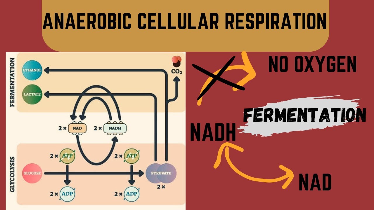 Cellular Respiration Types | Anaerobic Cellular Respiration | Part 3 ...